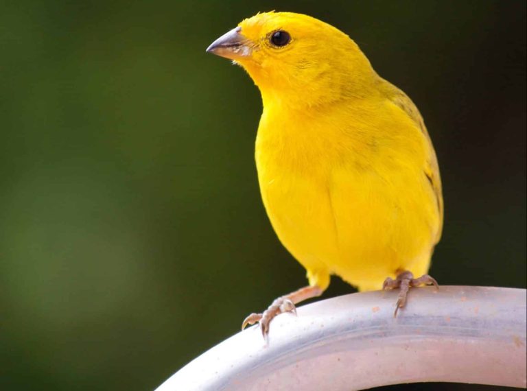 De basis over kanaries en kweek - Huisdier informatie