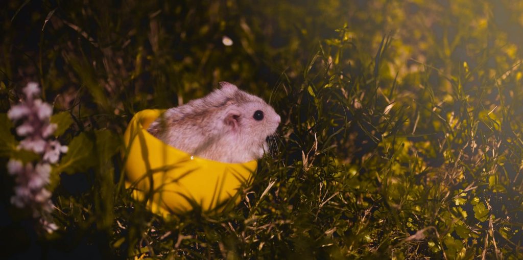 Dit is de Russische dwerghamster en hierom worden ze verboden ...